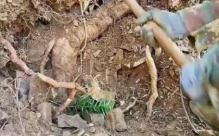 挖野生葛根图片_野生葛根长什么样