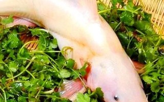 江团鱼是什么鱼_江团鱼产地在哪里