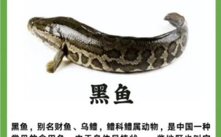 黑鱼图片多少钱一斤_黑鱼市场价最新行情