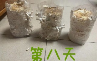 平菇栽培技术_平菇出菇慢怎么办