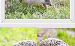 刺猬图片_如何正确拍摄刺猬