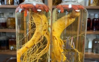 人参泡酒用什么酒好_人参泡酒配方比例是多少