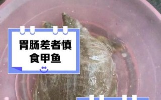 什么人不能吃甲鱼_甲鱼禁忌人群
