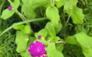 千日红图片大全大图_千日红高清壁纸怎么找