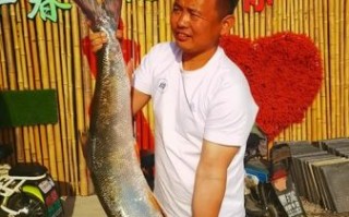 黄剑鱼长什么样_黄剑鱼外形特征