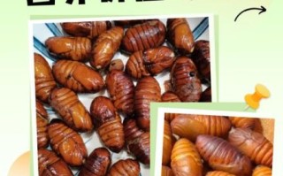 桑蚕蛹的功效与作用_桑蚕蛹怎么吃效果最好