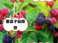 覆盆子怎么种_覆盆子种植技术详解