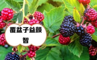 覆盆子怎么种_覆盆子种植技术详解