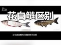 白鲢鱼和花鲢鱼的区别_哪个更好吃