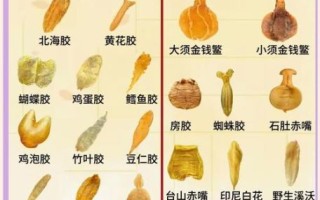 花胶的功效与作用_花胶的正确吃法