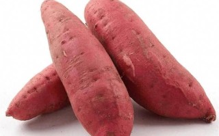 红薯图片大全大图_如何挑选高清无水印素材
