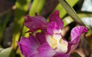 金钗石斛的功效与禁忌_哪些人不能吃