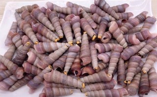 锥螺和钉螺的区别_锥螺和钉螺哪个有毒