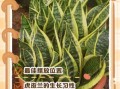 虎皮兰风水禁忌_虎皮兰摆放位置