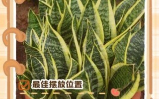 虎皮兰风水禁忌_虎皮兰摆放位置