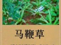 马鞭草的功效与作用_马鞭草怎么泡水喝