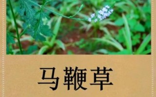马鞭草的功效与作用_马鞭草怎么泡水喝