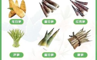 春笋和冬笋有什么区别_哪个更好吃