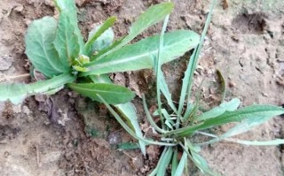 苦苣菜图片大全_苦苣菜长什么样