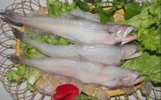 龙头鱼是什么鱼_龙头鱼多少钱一斤