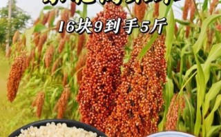 高粱米多少钱一斤_高粱米价格行情