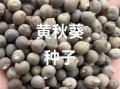 黄秋葵种子多少钱一斤_黄秋葵种子价格行情