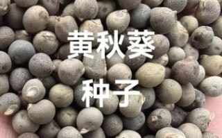 黄秋葵种子多少钱一斤_黄秋葵种子价格行情