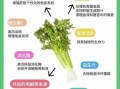 西芹汁的功效与作用_西芹汁能减肥吗