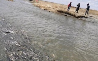 华子鱼洄游时间_华子鱼洄游路线怎么走