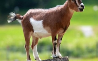 羊图片怎么拍好看_羊图片拍摄技巧