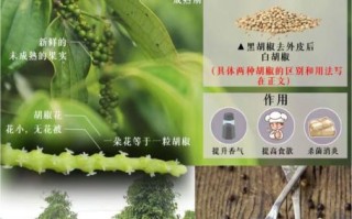 黑胡椒粉和白胡椒粉的区别_哪个更适合做菜