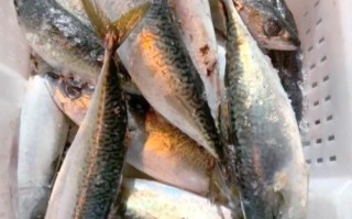 鲐鲅鱼有毒为什么卖_鲐鲅鱼中毒怎么避免