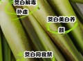 茭白的功效与作用_茭白禁忌人群
