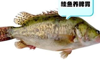 桂鱼吃什么食物_桂鱼饲料选择