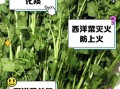 西洋菜的功效与禁忌_什么人不能吃西洋菜