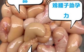 鸡腰子的功效与作用_鸡腰子什么人不能吃