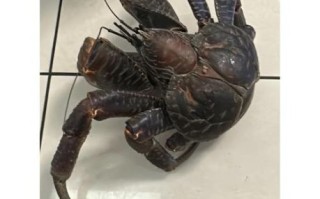 椰子蟹为什么能夹开椰子_椰子蟹最大有多大