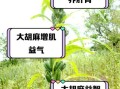 胡麻的功效与作用_胡麻怎么吃最健康