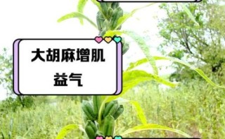 胡麻的功效与作用_胡麻怎么吃最健康