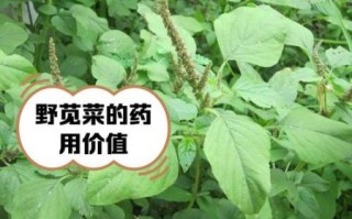 天天吃野苋菜的危害_长期吃野苋菜会中毒吗