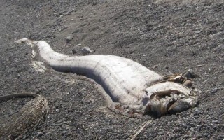 鲱王皇带鱼是什么_鲱王皇带鱼能吃吗