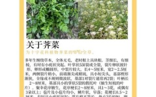 荠菜的功效与作用_荠菜图片长什么样