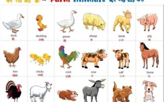 what_animals_are_in_the_zoo_动物园里有哪些动物英文名称