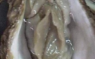 生蚝像女生下面_是真的吗