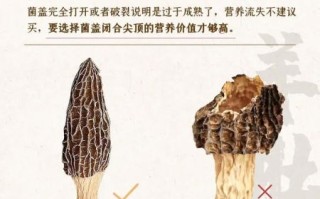 羊肚菌价格多少一斤_新鲜羊肚菌多少钱一斤