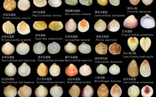 河里的贝类图片名称大全_如何辨别常见品种