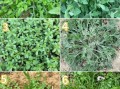 荠菜和毒荠菜怎么区分_哪些野菜长得像荠菜却有毒