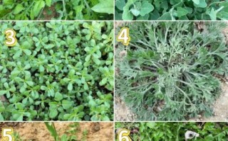 荠菜和毒荠菜怎么区分_哪些野菜长得像荠菜却有毒