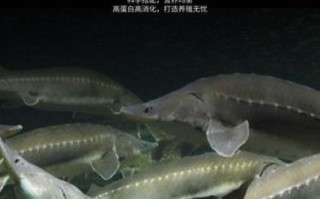 中华鲟鱼吃什么_中华鲟鱼饲料选择