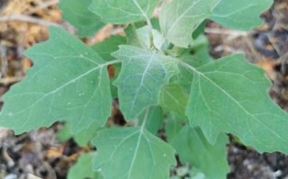 有毒灰菜与灰菜的区别_如何一眼识别